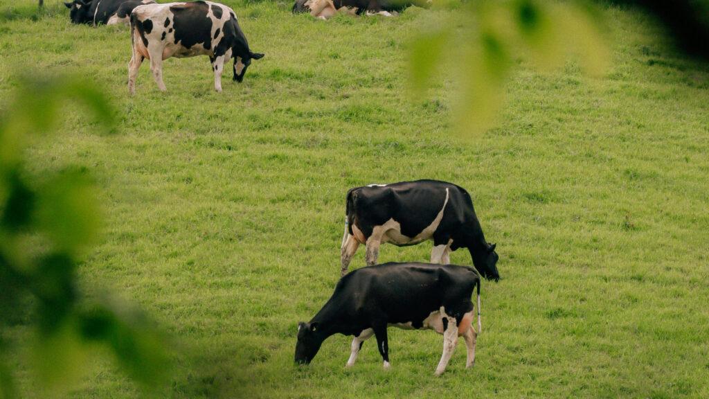 Ffermio interview statement | Agrecalc